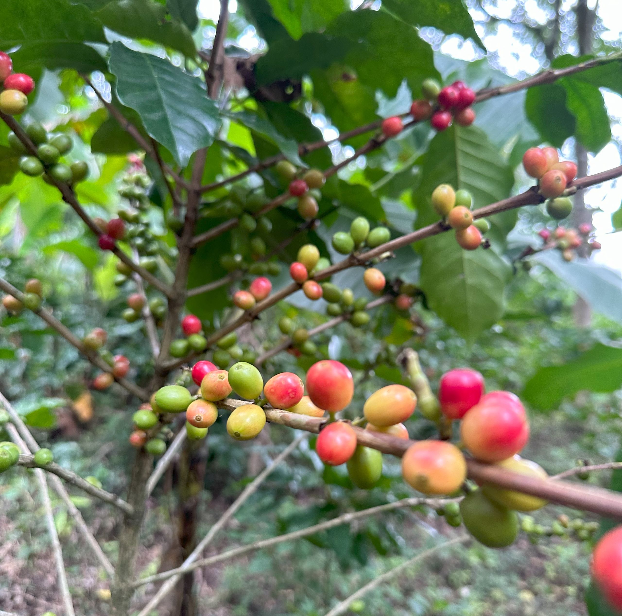 A Day in the Life of a Coffee Farmer - Rainbow Network